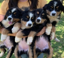 Vendo bellissimi cuccioli di Bovaro del Bernese